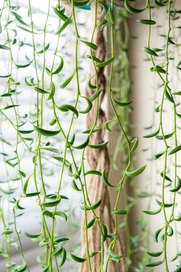 Houseplant Succulent String of Bananas Stock Photo - Image of ...