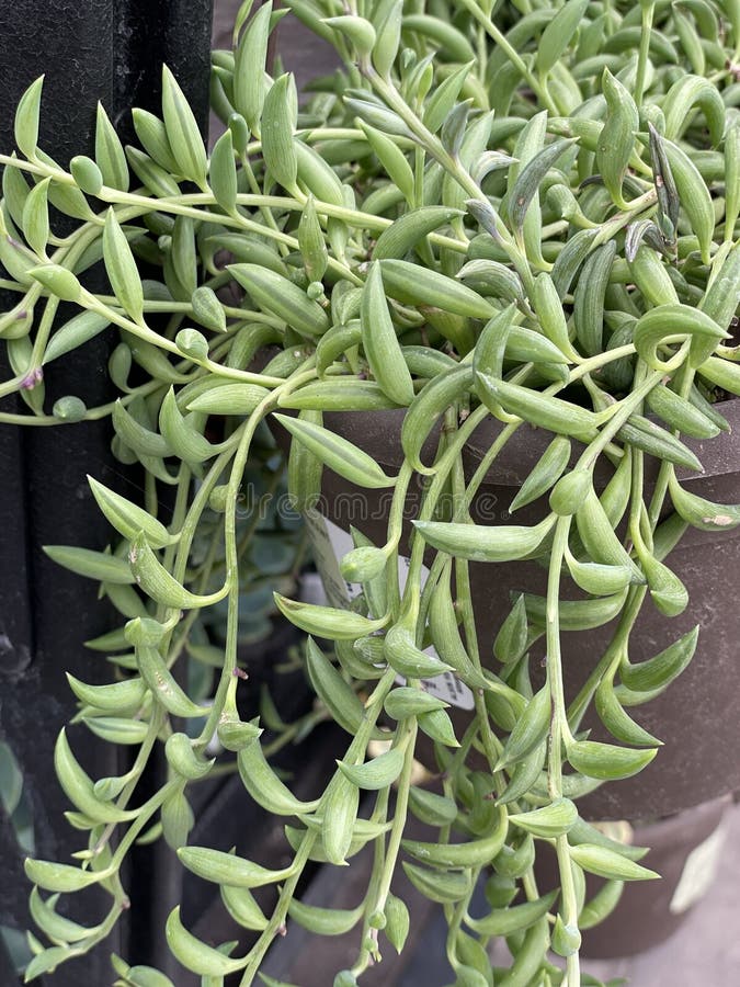 String of Bananas Succulents Propagation from Cuttings Stock Photo ...