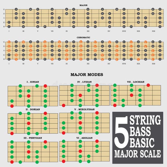 5 String Bass Basic Major Scale for Bass Player Te Stock Image - Image ...