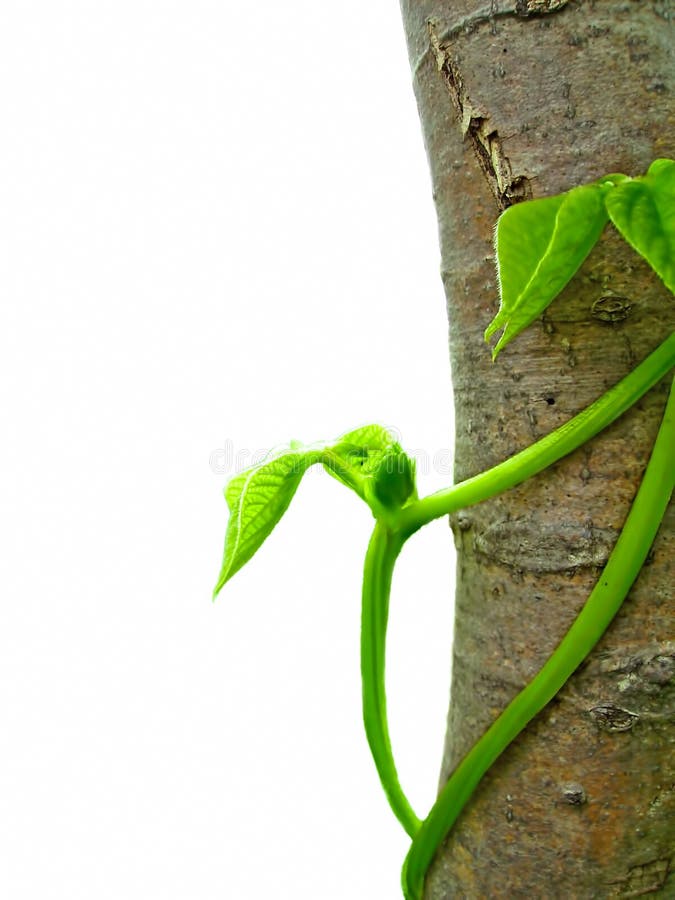 String bean stock photo. Image of salad, nutrition, food - 15061796