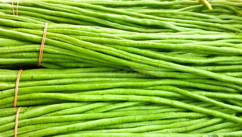String bean stock image. Image of string, healthy, gardening - 41384145