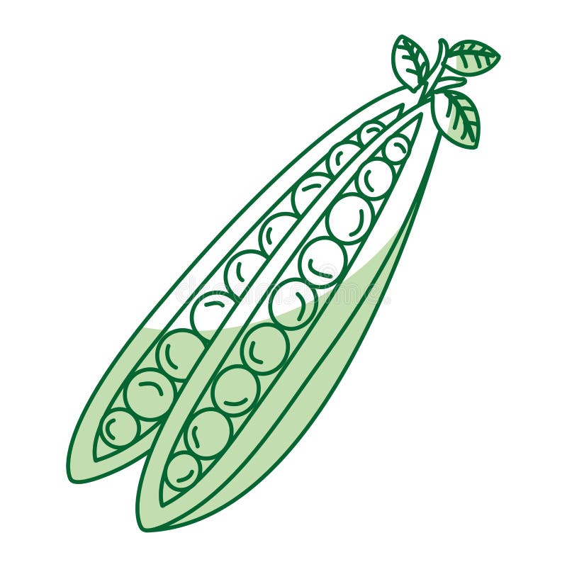 String Bean Plant Stock Illustrations – 233 String Bean Plant Stock ...