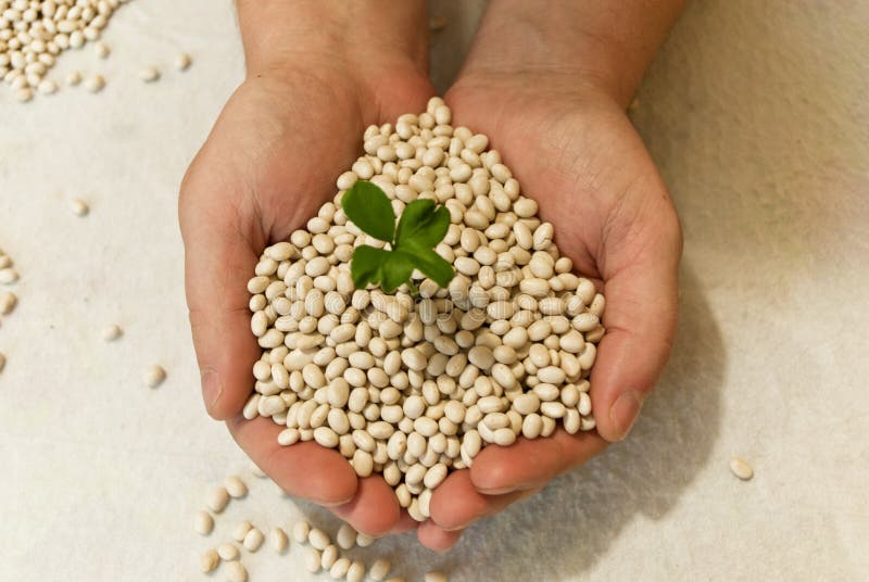 String Bean Handful in Man S Hands Stock Image - Image of string ...