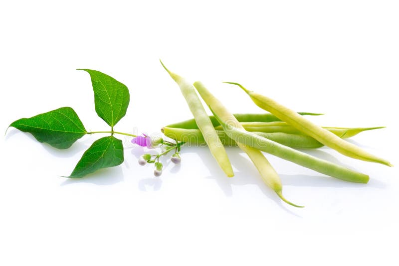 String Bean with Leaves and Blossom Stock Photo - Image of long ...