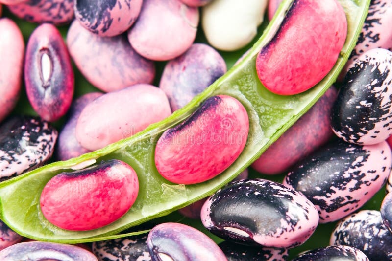 String bean stock photo. Image of bean, motley, pink - 31323796