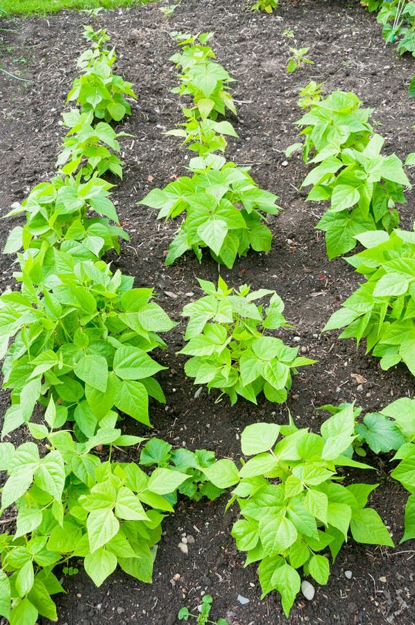 String Bean Plants on a Garden Patch Stock Photo - Image of healthy ...