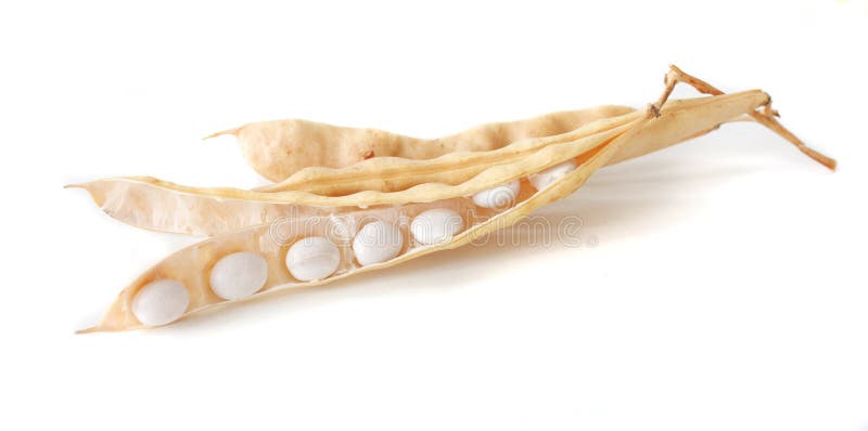 String bean pods stock photo. Image of bean, string, white - 21856046