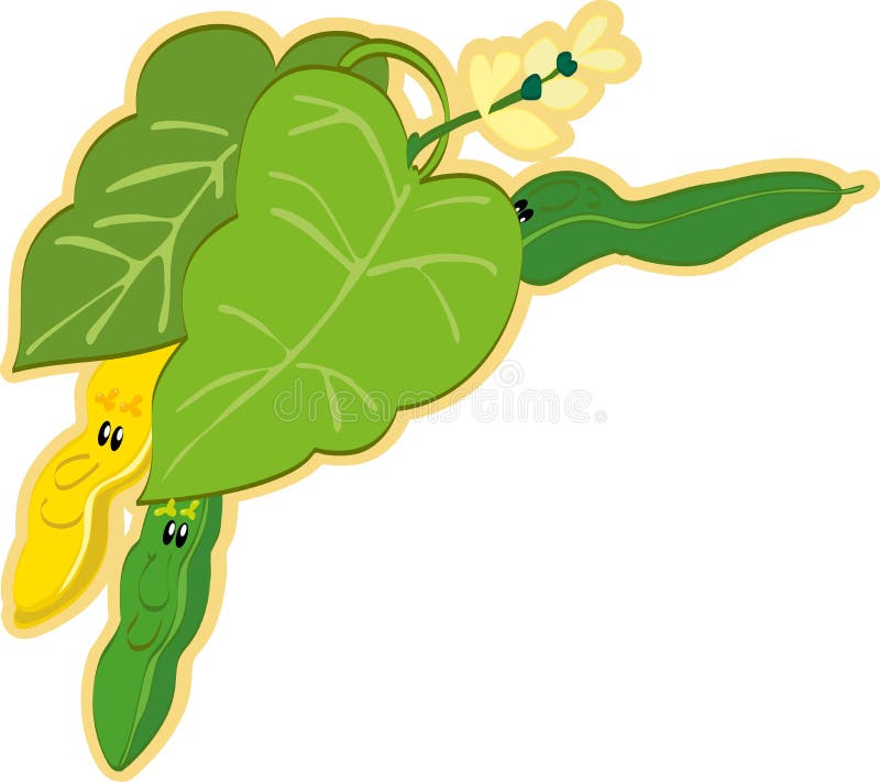 String bean stock vector. Illustration of organic, natural - 34138872