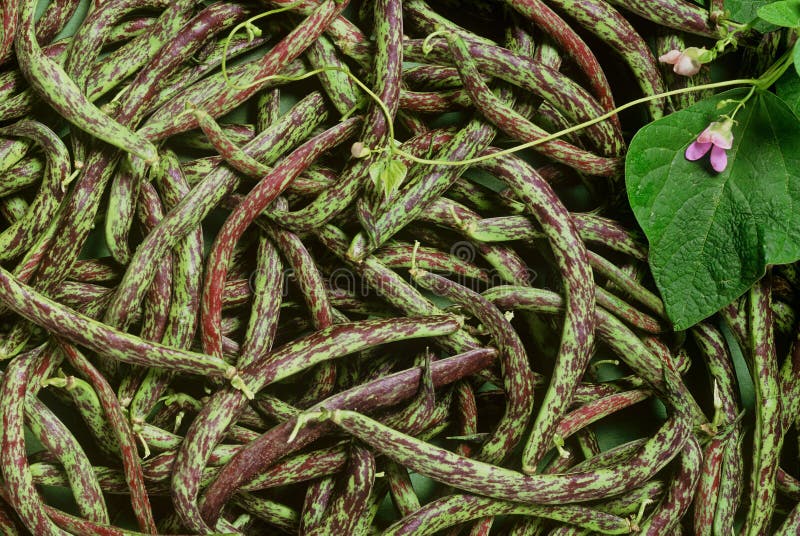 String beans stock image. Image of string, market, fresh - 18173449