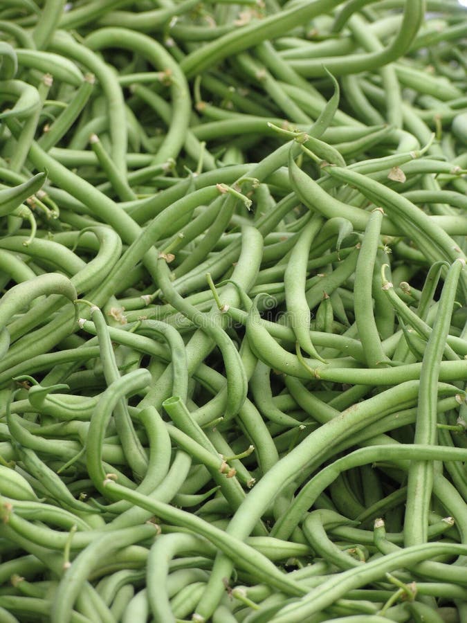 String Beans stock image. Image of haelth, farming, string - 2822207