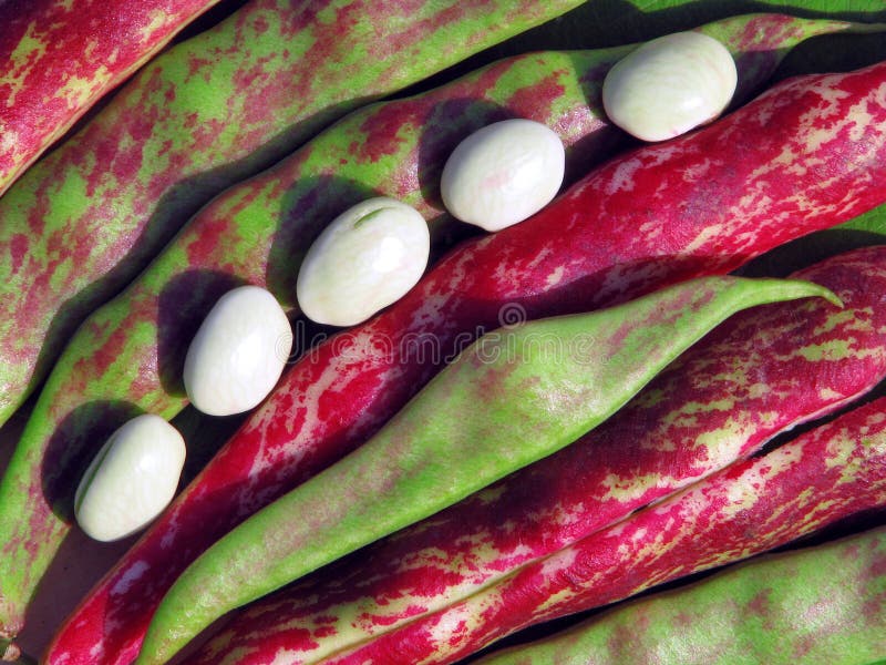 String beans stock image. Image of colorful, french, farmer - 6400339