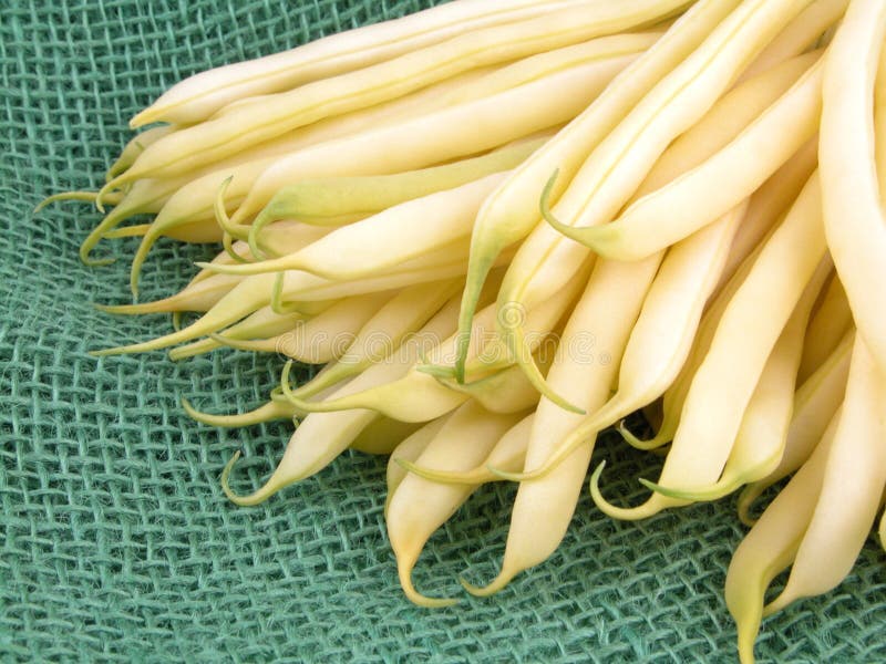 Beans stock illustration. Illustration of yellow, life - 1001183