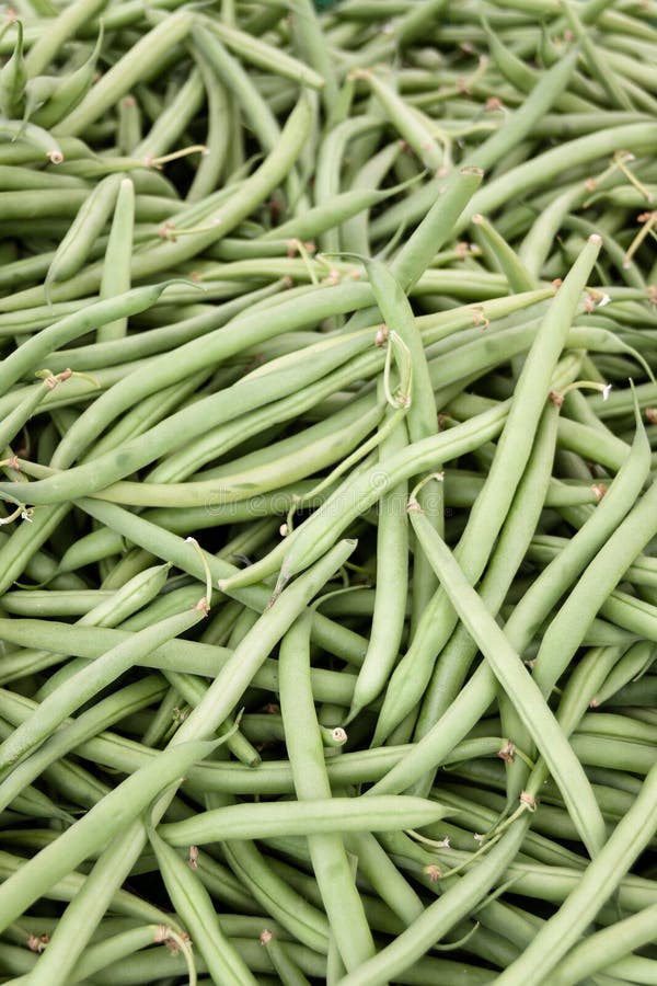 String beans stock image. Image of earth, garden, farming - 32162819