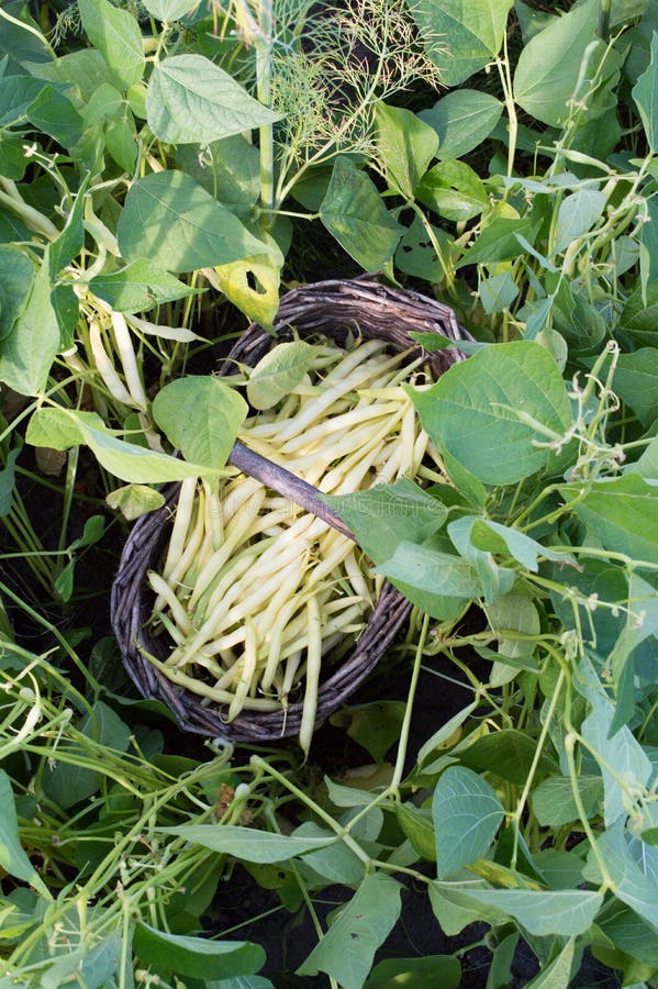 String beans stock image. Image of healthy, nutritious - 43573119