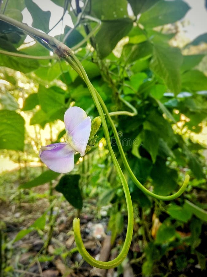 A String Beans and Its Flower. Stock Photo - Image of vegetable, plant ...