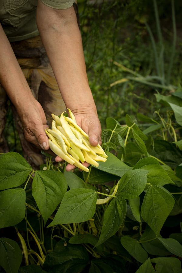 String beans stock photo. Image of healthy, green, agriculture - 56414956
