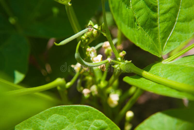 String beans stock photo. Image of string, natural, healthy - 91473666