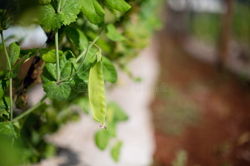 String Beans Plantation stock image. Image of vegetable - 122480497