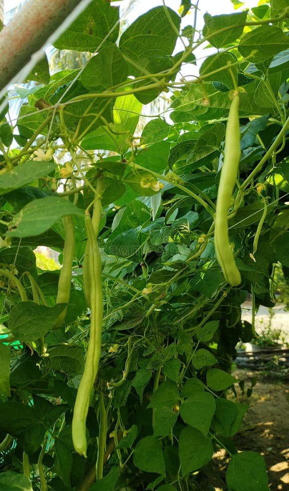 String Beans are a Type of Bean, this Plant Grows Like a Vine Stock Photo - Image of bean, vine ...