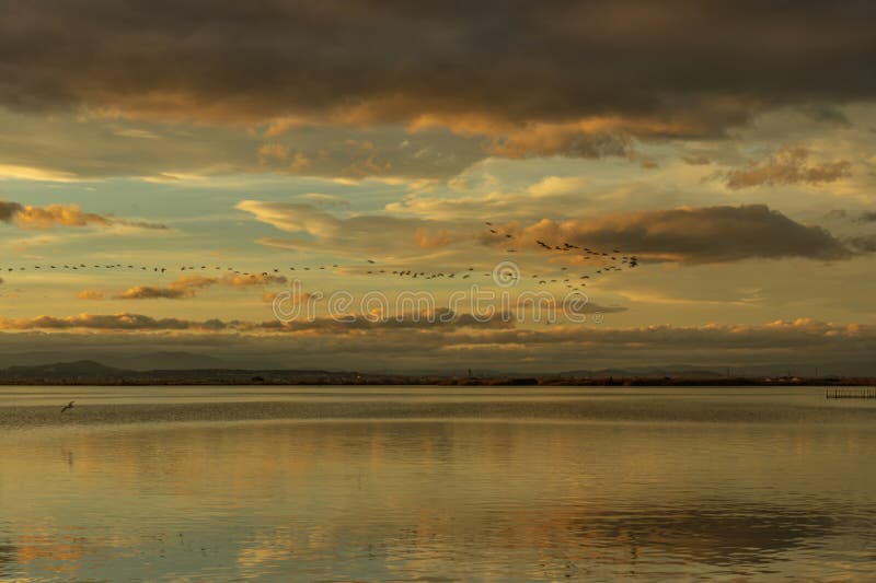 A String of Birds Flying Over Lake Albufera Stock Image - Image of ...