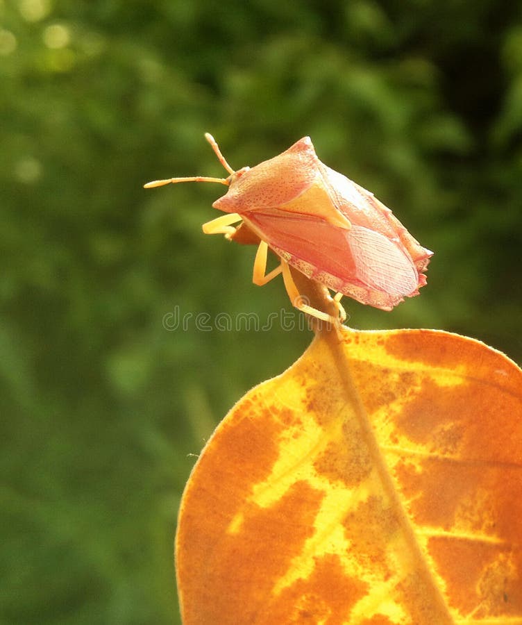 String bug stock image. Image of nature, stance, object - 33416879
