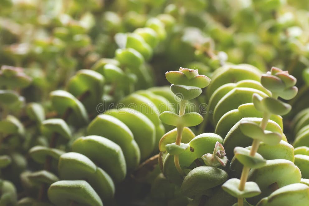 String of buttons detail stock image. Image of south - 96309205