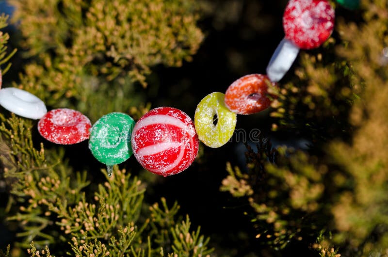 String of Candy Decorating an Outdoor Christmas Tree Stock Photo ...