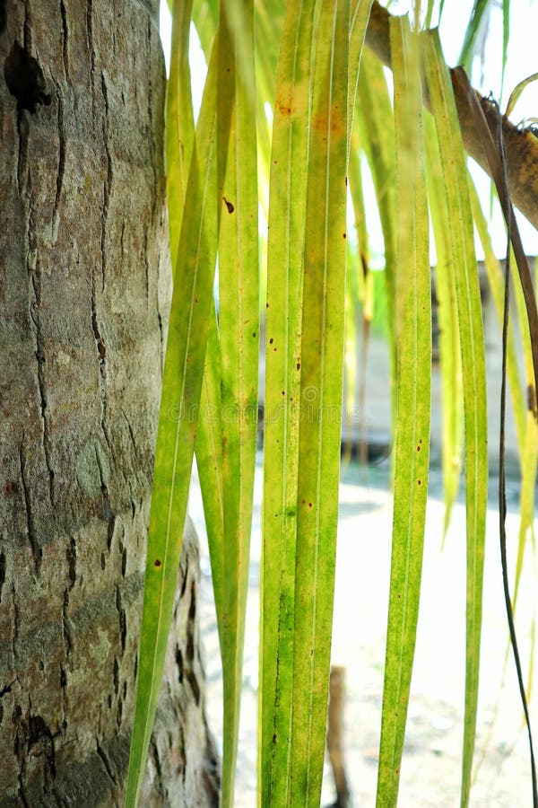 String of coconut leaves stock photo. Image of skin - 324327348