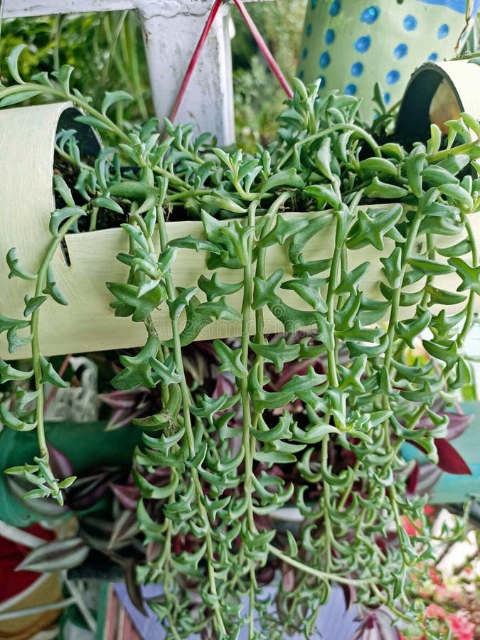 String of Dolphins Hanging from a Basket. Stock Photo - Image of fresh ...