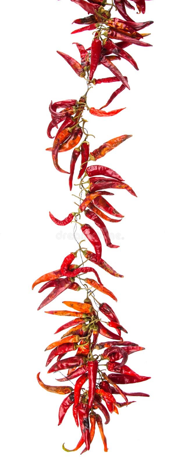 String Dried Red Chilli Peppers Hanging Isolated White Stock Photos ...