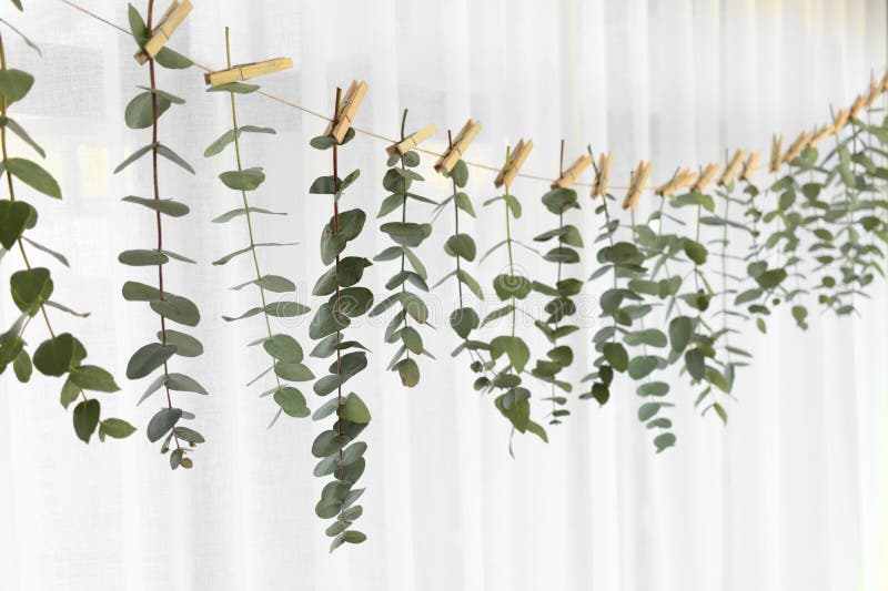 String of Eucalyptus Leaves in Front of White Draping Stock Photo ...
