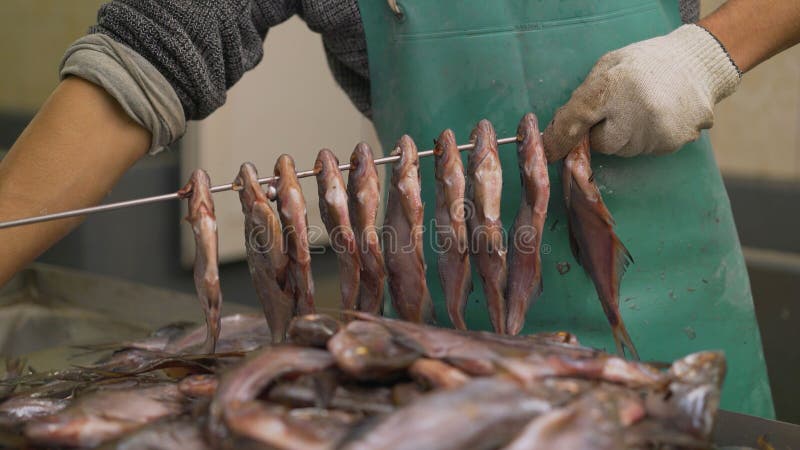 Drying Fish. Fish Processing Factory. String Fish for Drying. Preparing ...