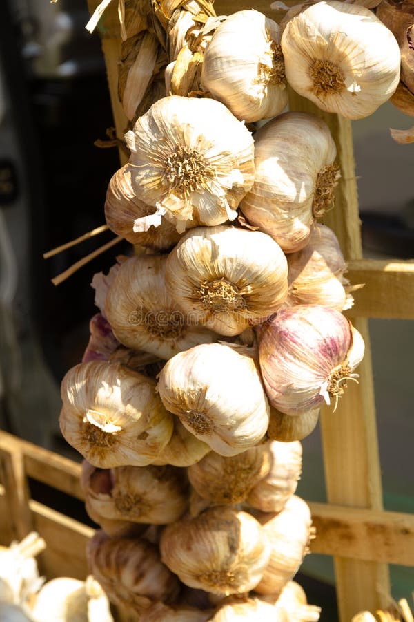 String of Garlic stock photo. Image of garlic, cook - 126521790