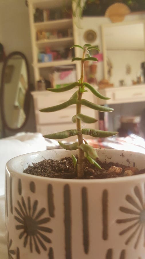 String Green Bean and Peace Plant Stock Photo - Image of string, peace ...