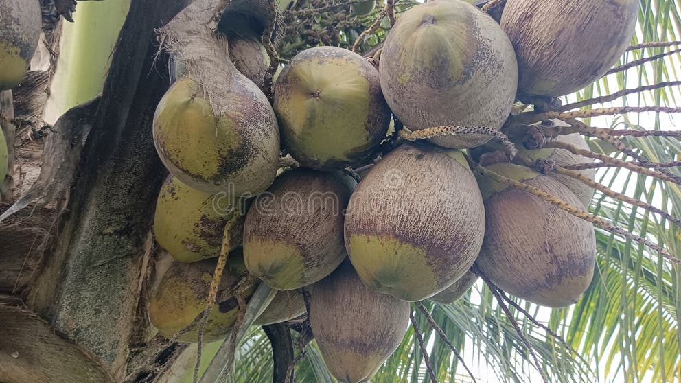 A String of Green Coconuts Still Attached To the Tree. Stock Photo ...