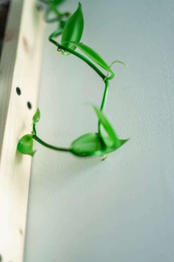 String of Green Plant Hanging from Top Against the White Wall. Indoor ...