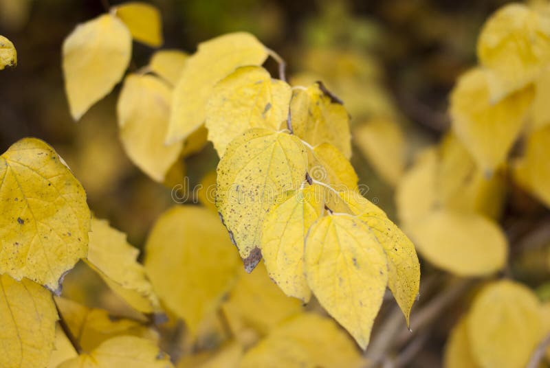 String of leaves stock image. Image of garden, forest - 83542839