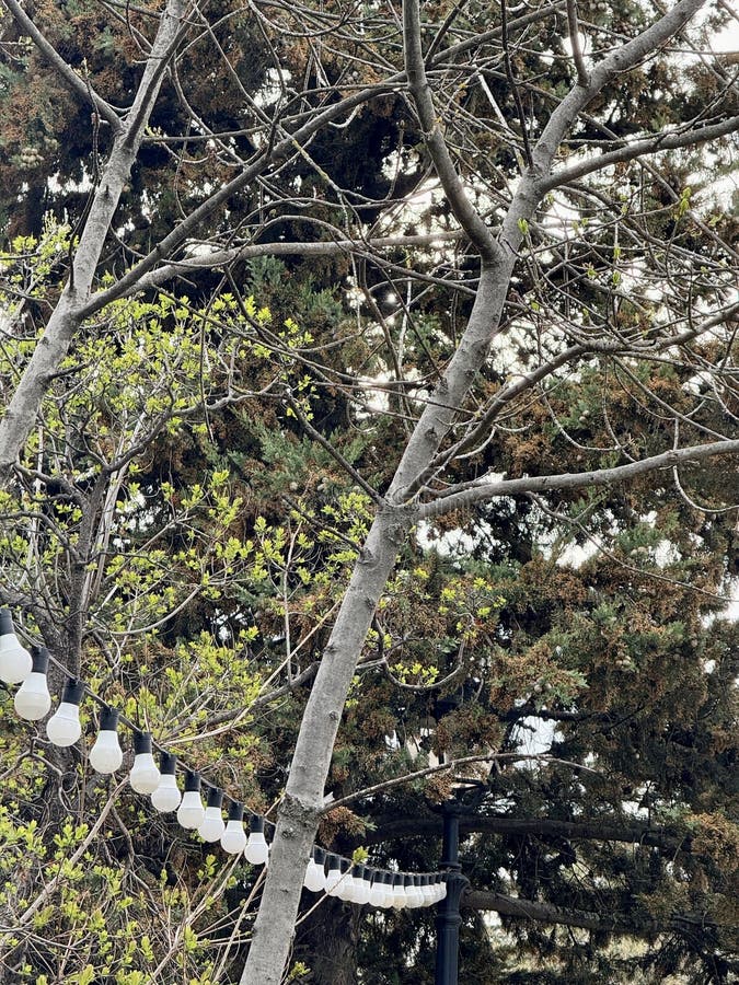String Lights Hang Across Budding Trees, with Fresh Green Leaves and ...
