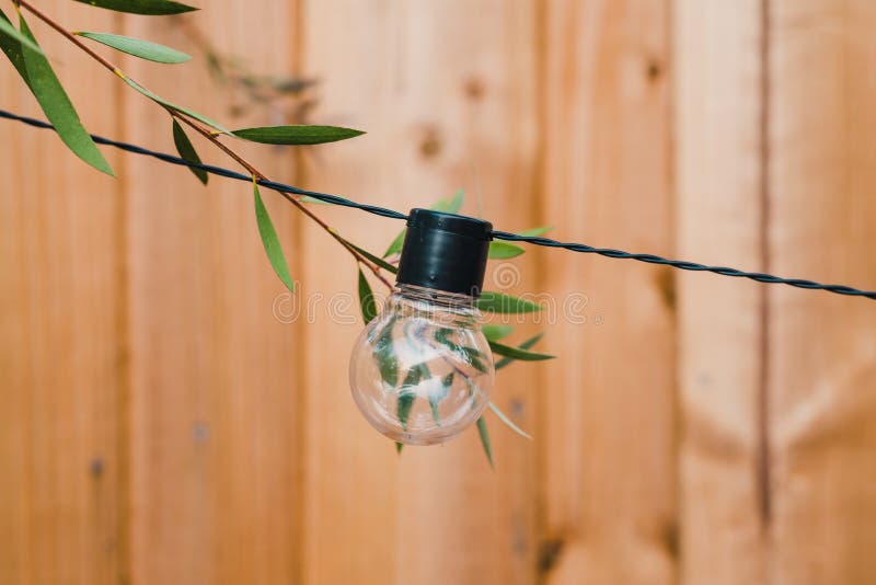 String Lights with Lightbulb Shape and Tree Branches Growing Towards it ...