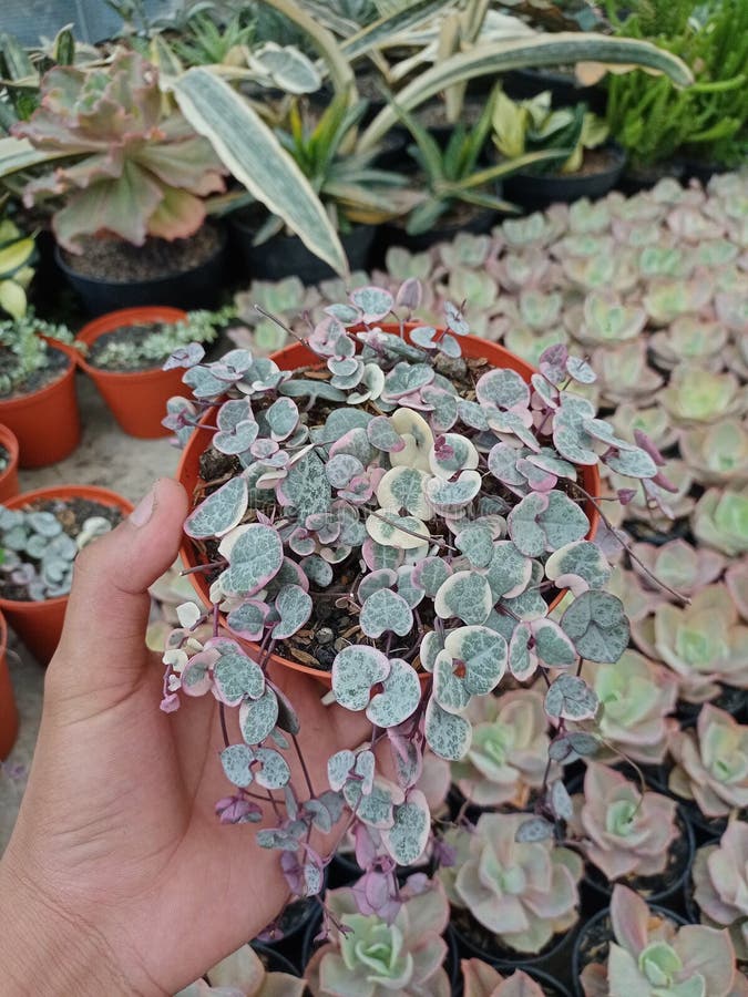 STRING of LOVE VARIEGATED PLANTS Stock Photo - Image of cactus ...