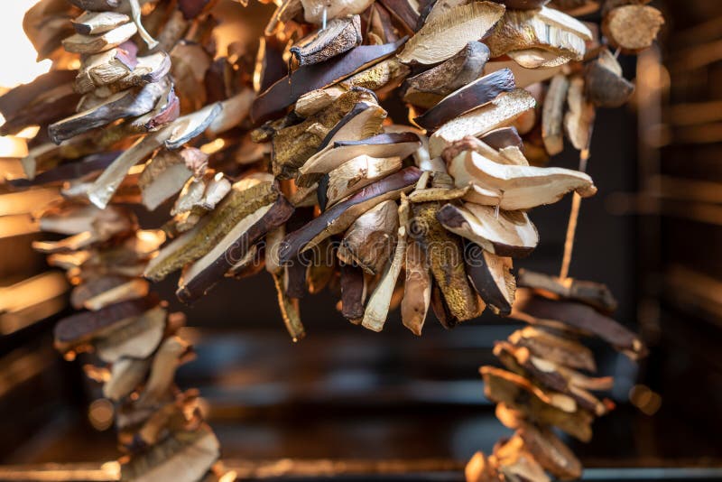 A String of Mushrooms Hanging by the Gingerbread House. Drying ...