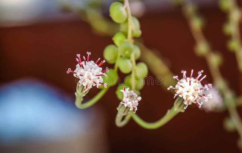String of Pearls Bloom Succulent Plant Stock Image - Image of pink ...