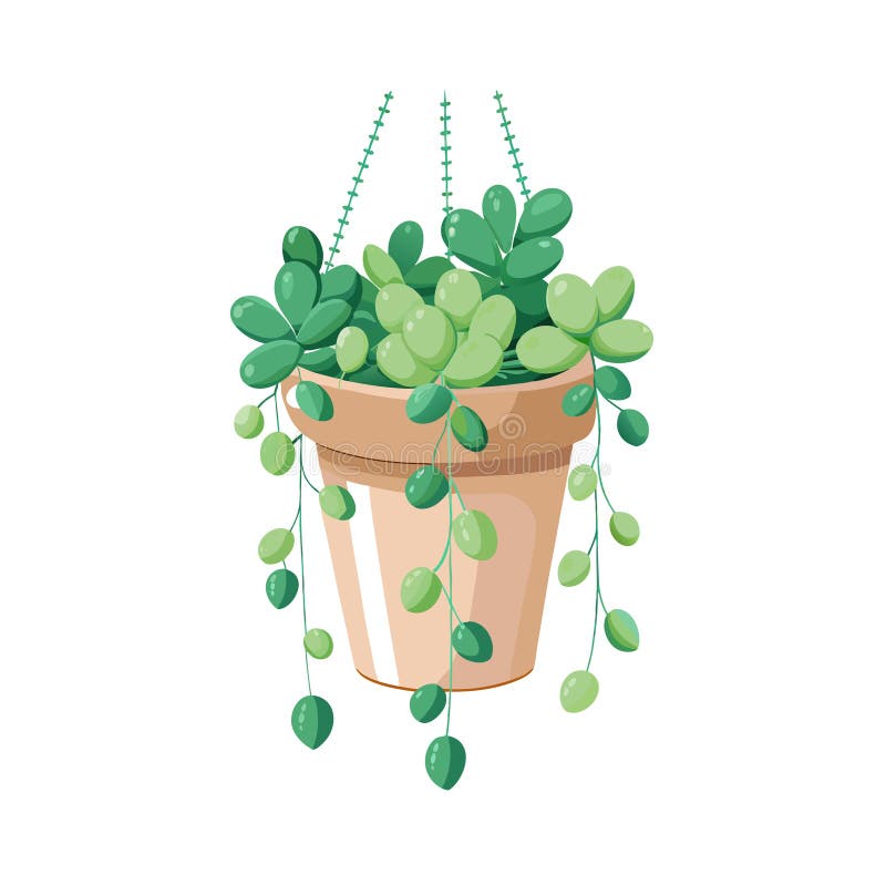 String of Pearls Hanging Plant Illustration in Pot for Decor Stock ...
