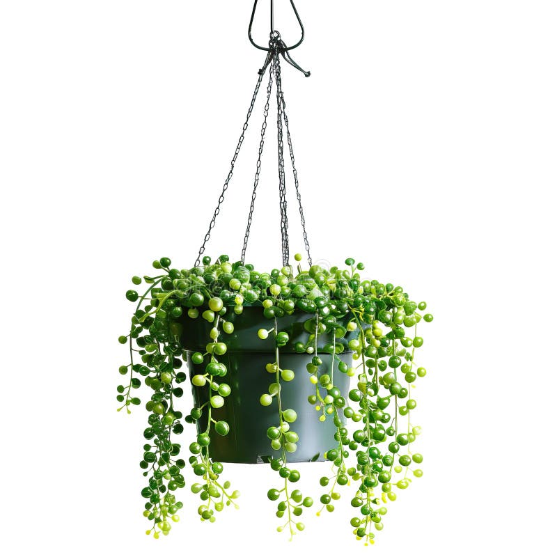 String of Pearls Plant in a Hanging Pot. Elegant, Isolated on White ...