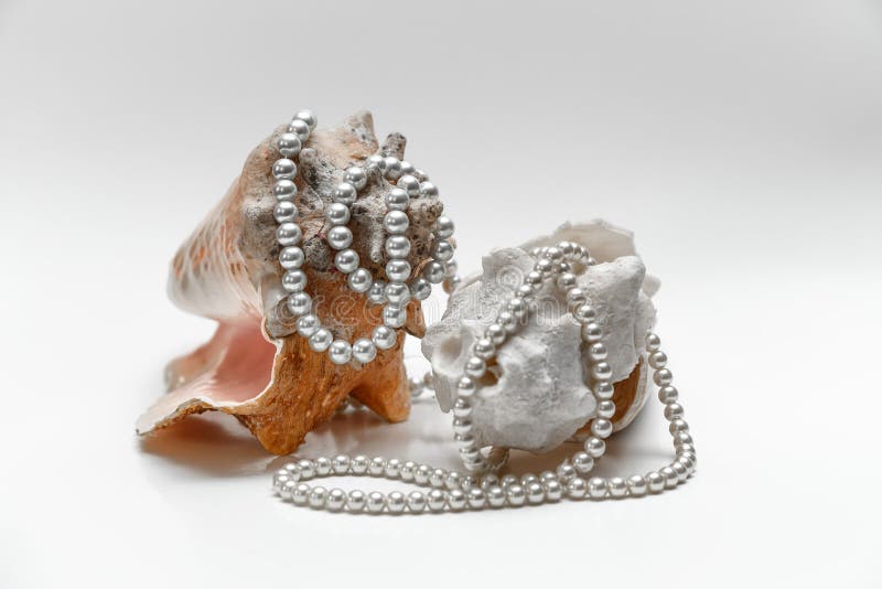 Two Sea Shells Picture. Image: 933666