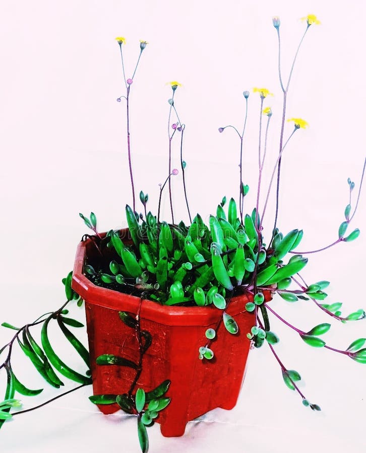 String of Ruby Necklace in a Red Container Stock Photo - Image of ...