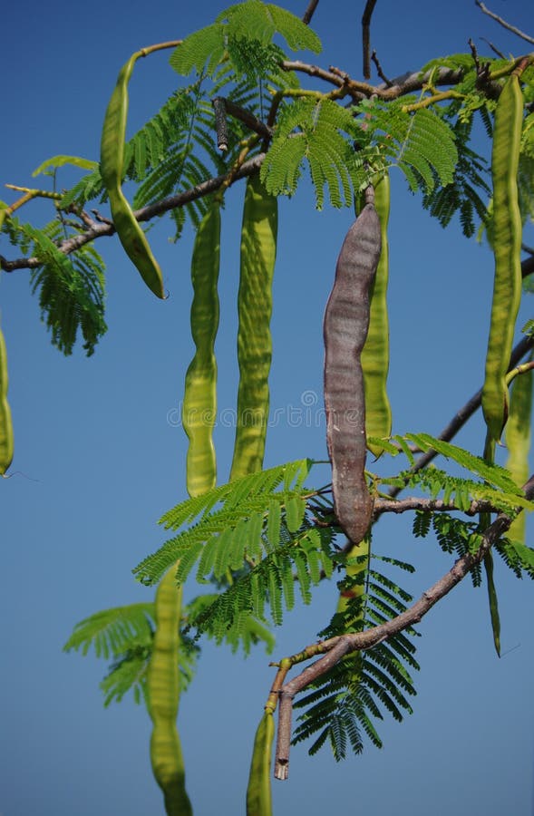 String seed pods on a tree stock image. Image of green - 12163899