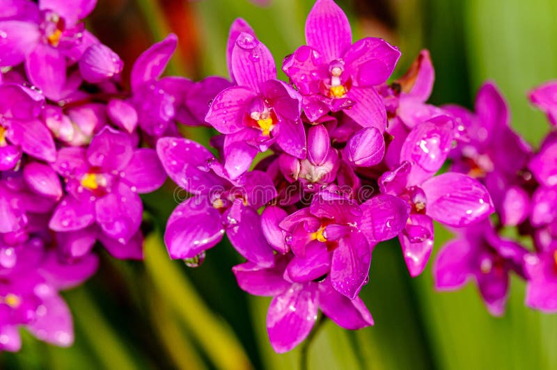 String of, Small Purple Flowers, after a Tropical Rain Stock Image ...