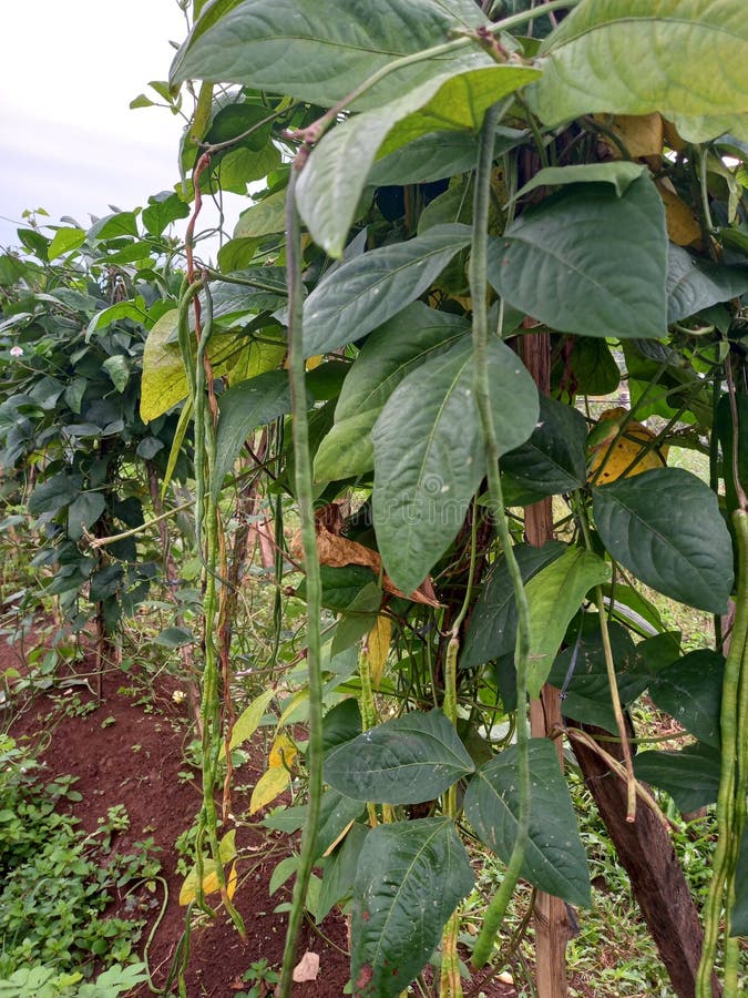 Stringy Beans Stock Photos - Free & Royalty-Free Stock Photos from ...