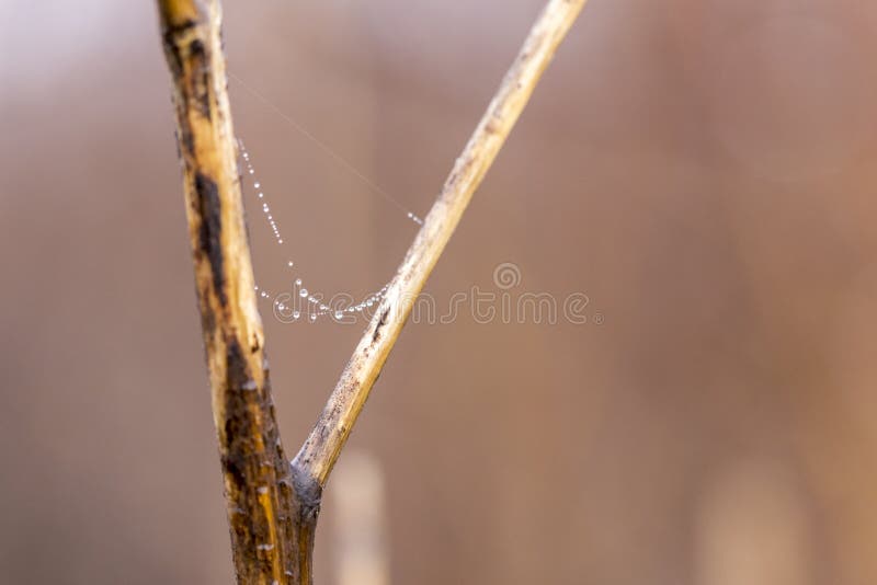 String of Tiny Droplets on a Cobweb Hanging from a V in a Small Branch ...